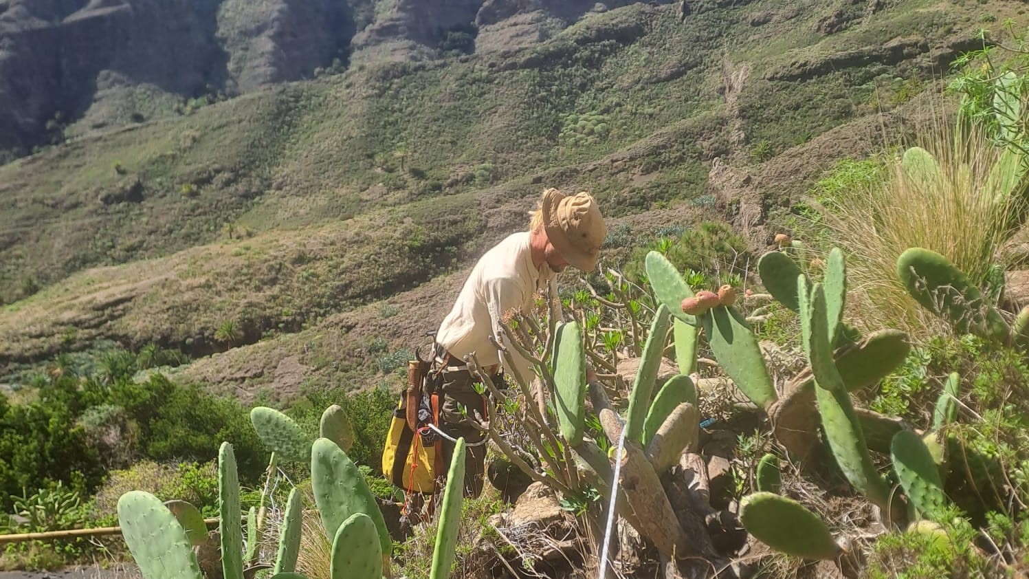 El Cabildo ejecuta trabajos para el control de especies exóticas ...